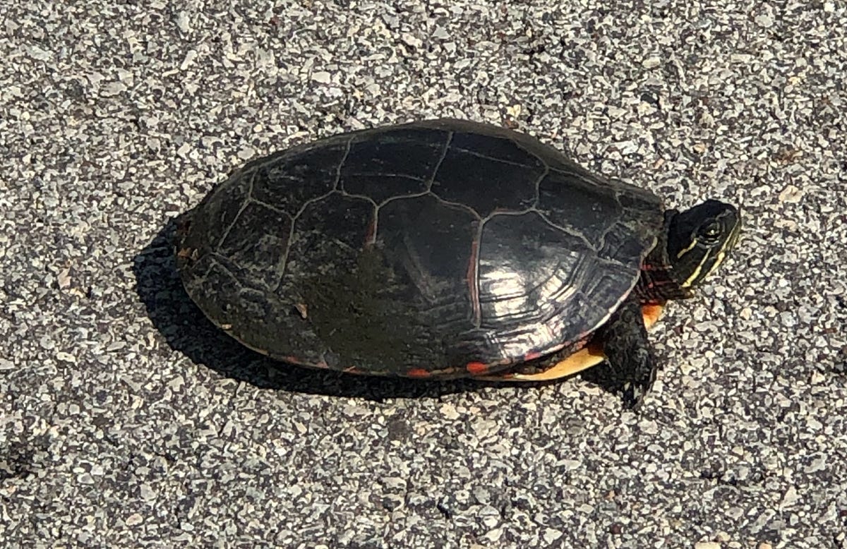 The Tortoise Analogy in Bhagavad Gita 2.58: Insights from Various ...
