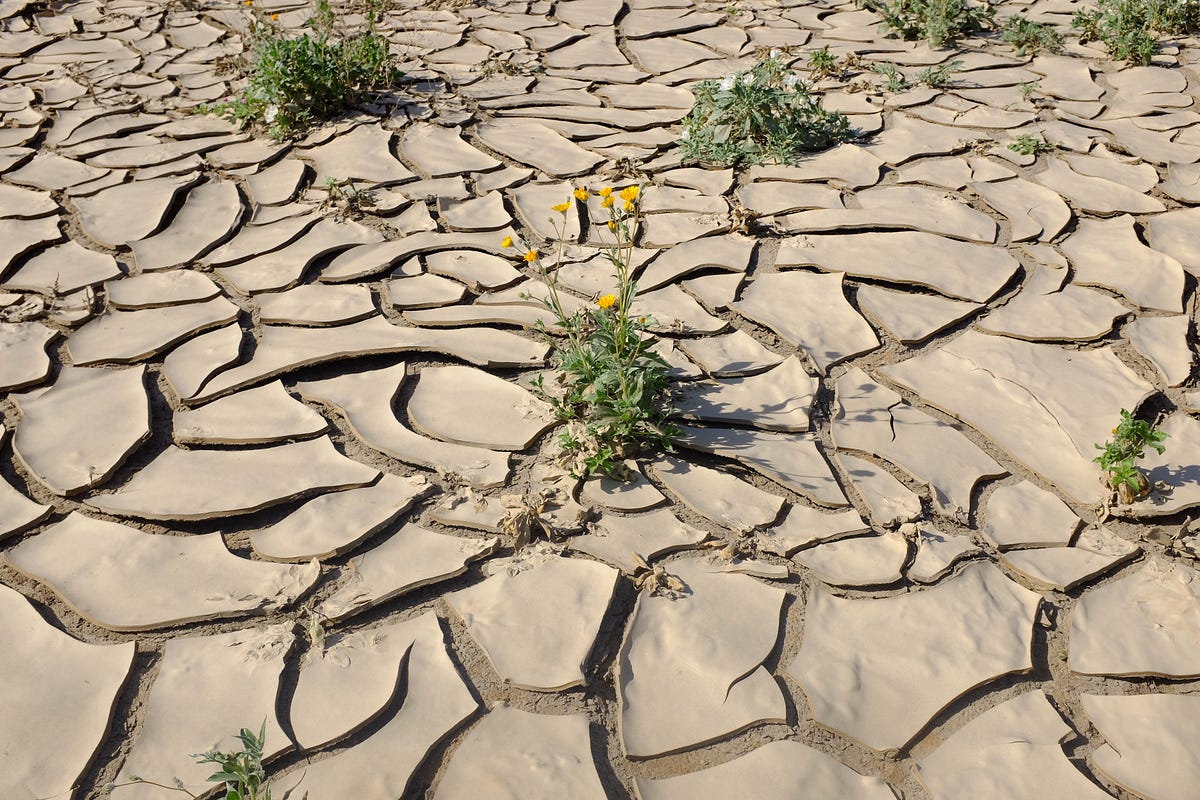 Life On Mars?. You belong among the wildflower… | by Daniel Spooner ...