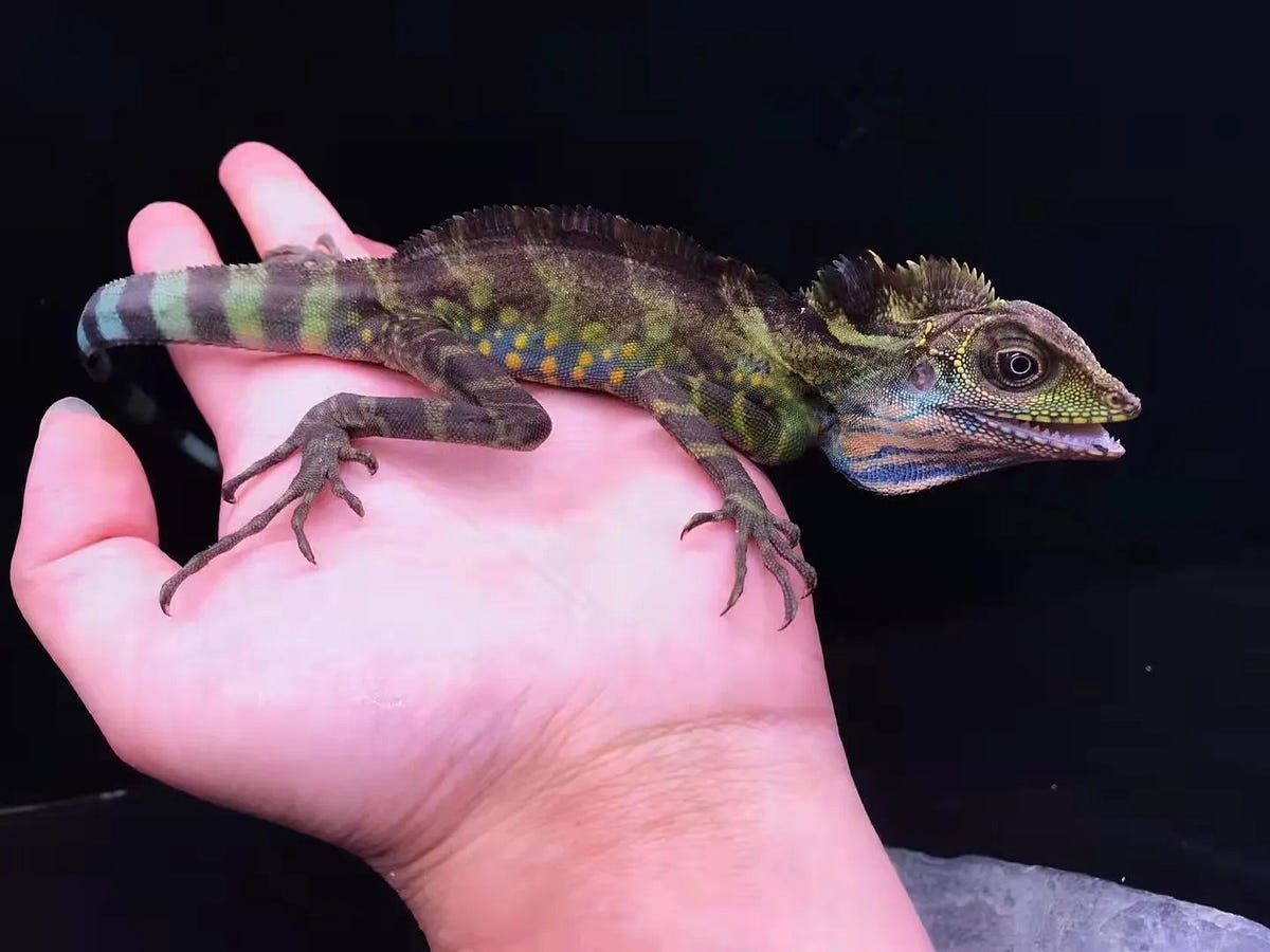 What is Gonocephalus grandis? - Lynette Fletcher - Medium