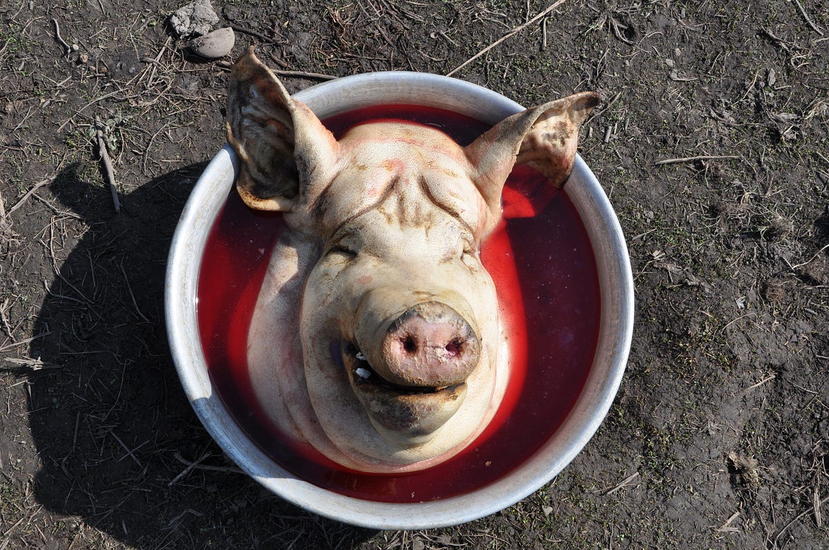 The Ukrainian Tradition of Butchering Pigs | by Mariia Tsygylyk | Medium