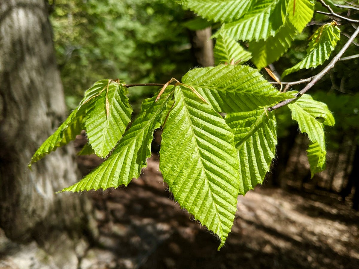 Only Love Can See Trees (Pt. 1). The Invisible Person Next to You | by ...