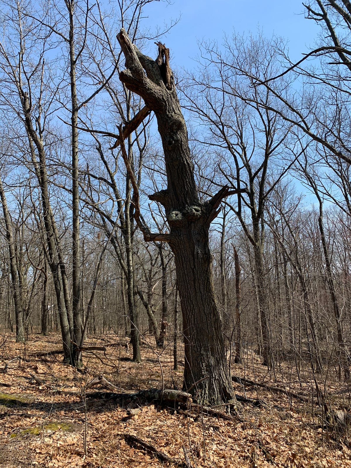 If Trees Could Talk,. What would they say? | by Carol Chester | Medium