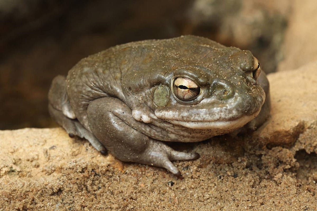 What Is Colorado River Toad Venom And What Are The Benefits Of Taking ...