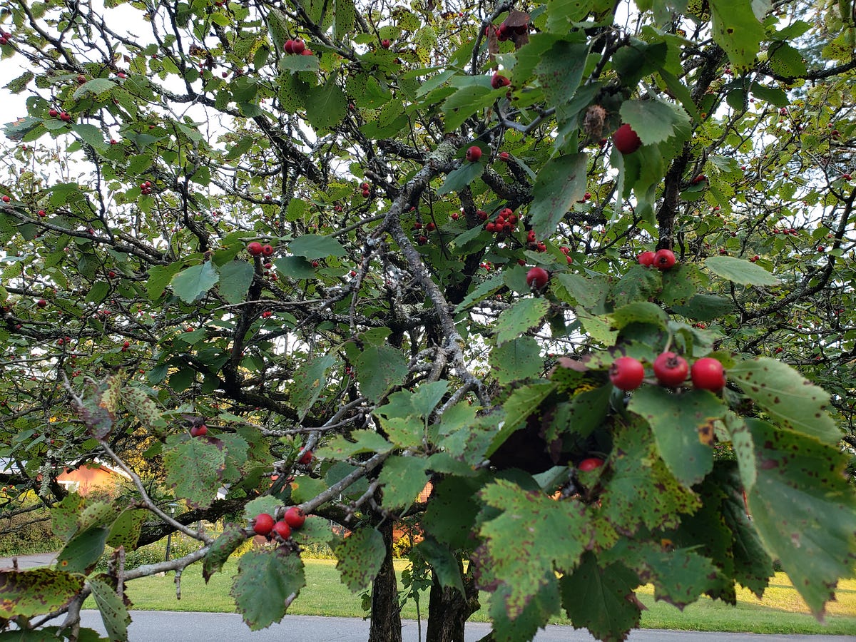 Birds Love Hawthorn Trees - The Daily Cuppa - Medium