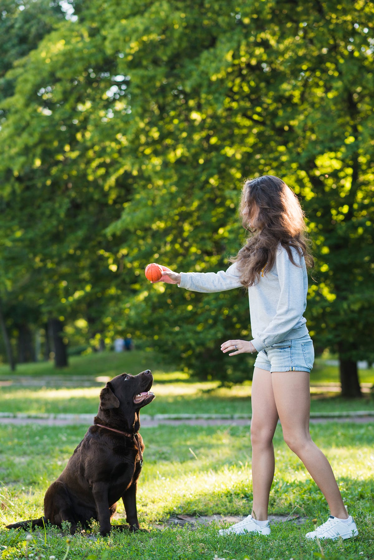 Training Your Dog to Play Safely: Rules for Interactive Games | by V.I ...