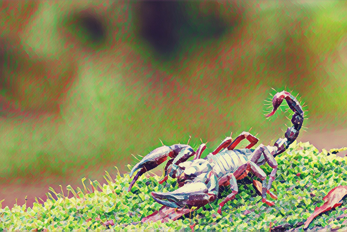 What Scorpions Can Teach You About Life | by Scott Ninneman | Speaking ...