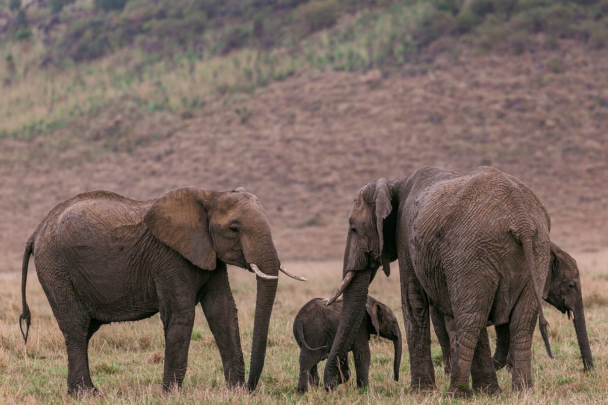 "Wild Families: Diversity of Family Structures in the Animal Kingdom ...
