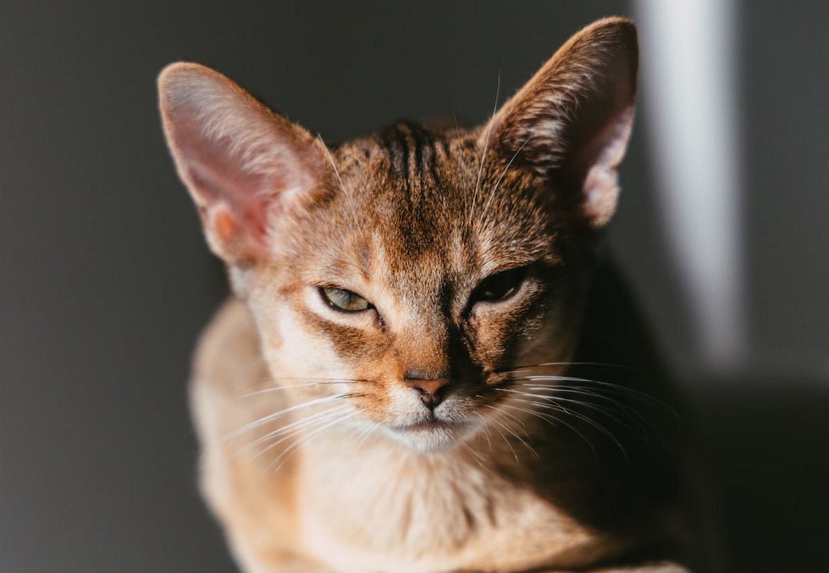Judgment Day is This Friday. Your New Friday Ritual Awaits | by Babette ...