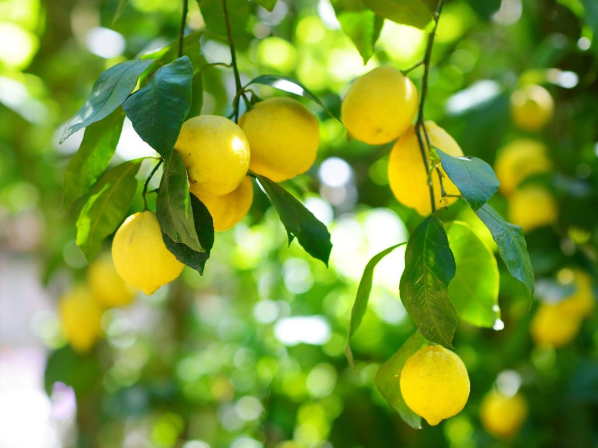 Lemon - Leave - Medium