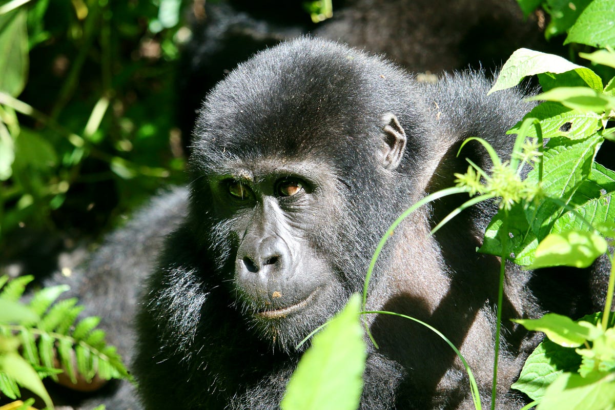 What is the Cost to See Gorillas in Rwanda? | by DavSafaris | Aug, 2024 ...
