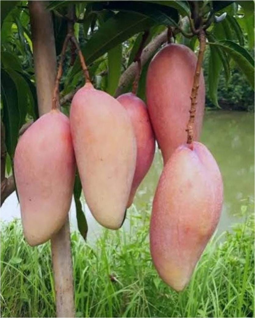 Bibit Mangga Red Ivory Tanaman Bergaransi Keaslian Buleleng Terbaik ...