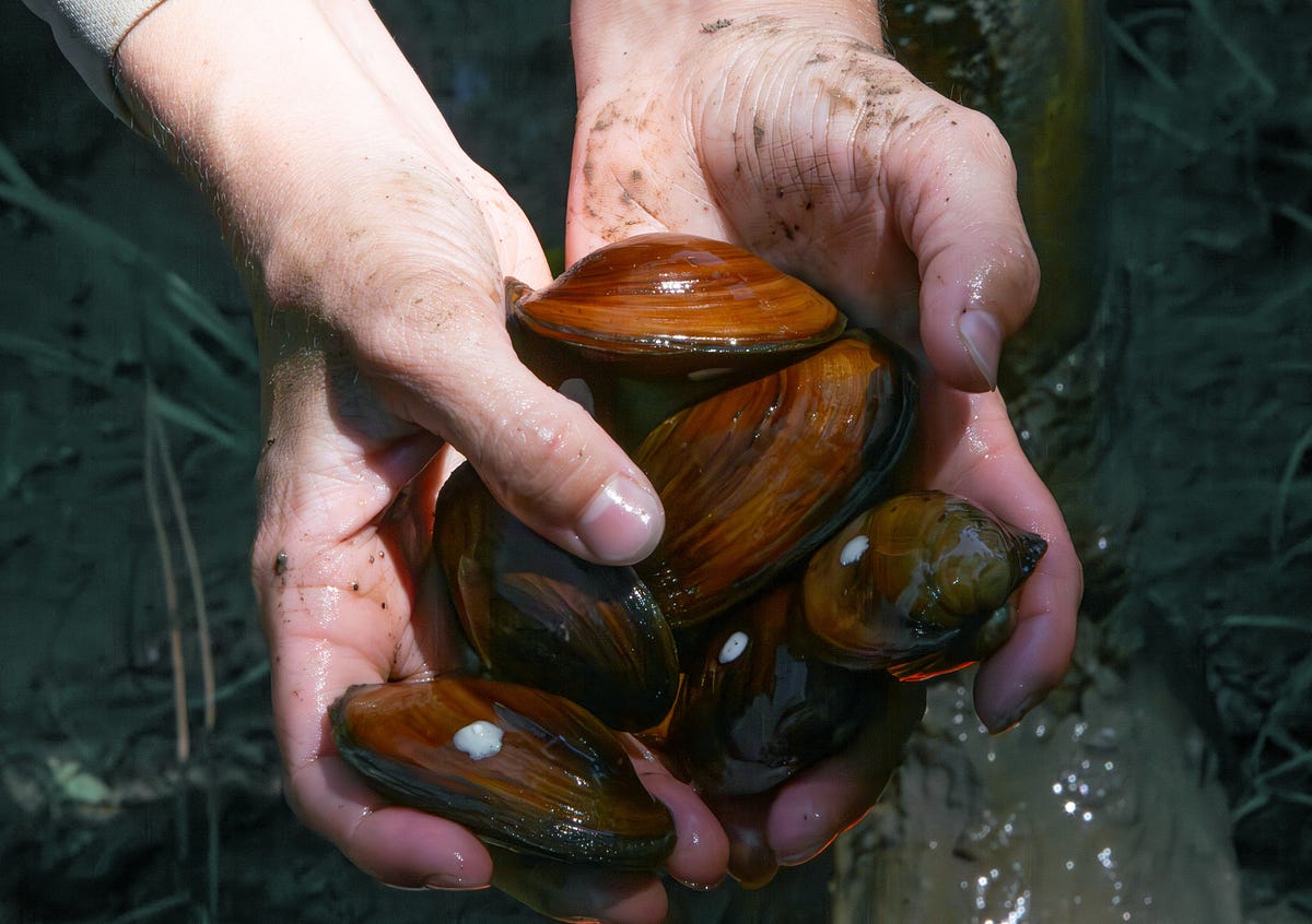 Foundation recruits mussels for habitat work | by Kelly J Bostian ...