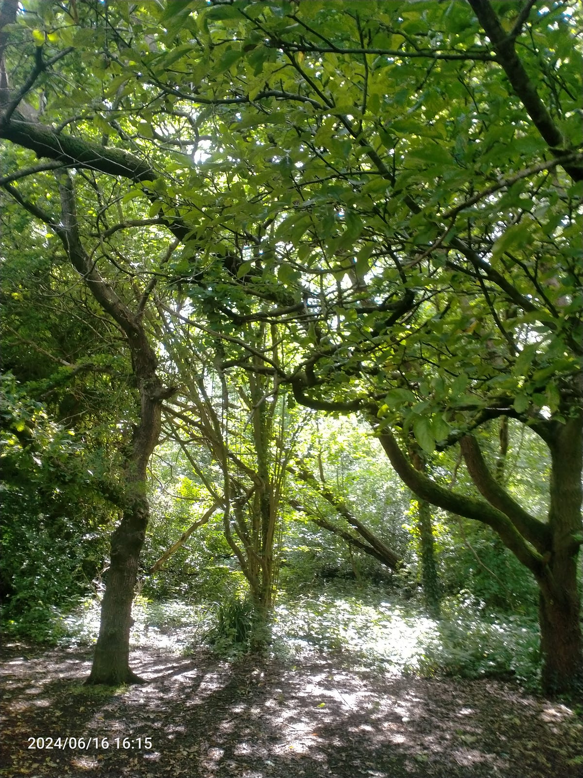 Strange Green thoughts….. I went off walking in Sparrow Woods… | by ...