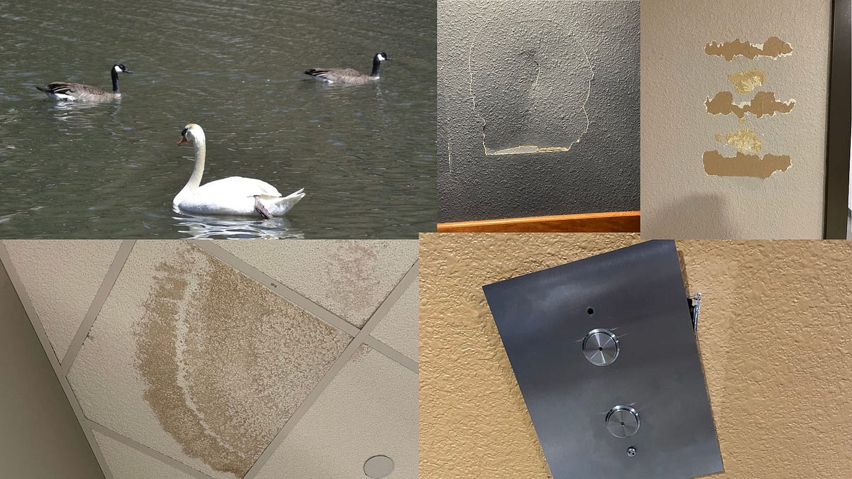 Dead Geese, Questionable Food and Faulty Elevators: What Are UNR Dorm ...