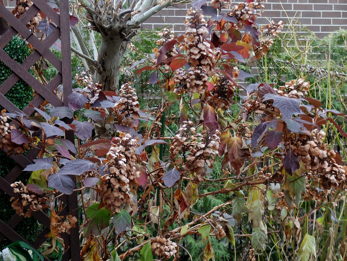 December 2023 — - Weeds & Wildflowers - Medium
