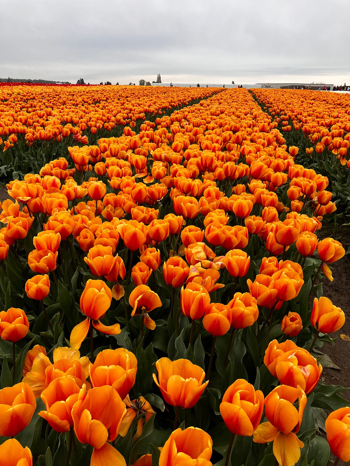 Creating A Native Vertx Demo Application Using Graalvm By Cch Medium