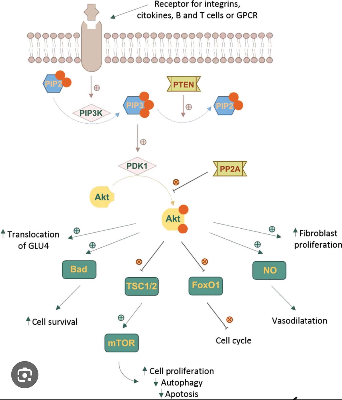 The AKT Pathway: Unraveling its Importance in Muscle Building | by ...