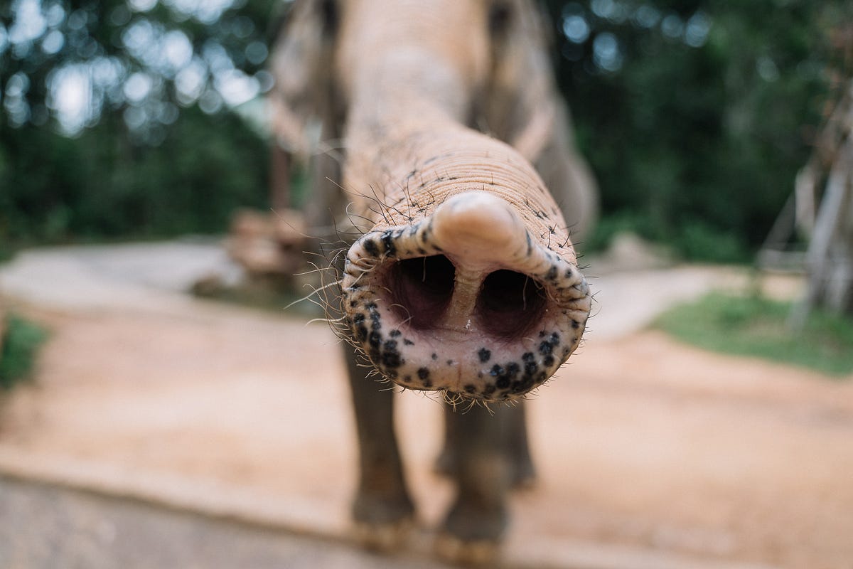 What if Humans Had Elephant Noses? | Medium