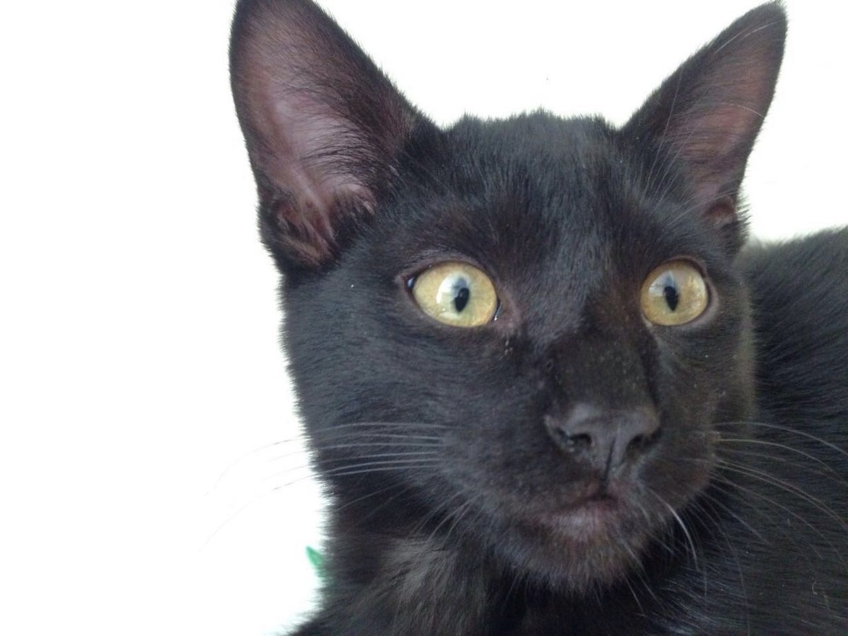 Jack. Se me perdió un gato. | by Óscar Luviano | Medium