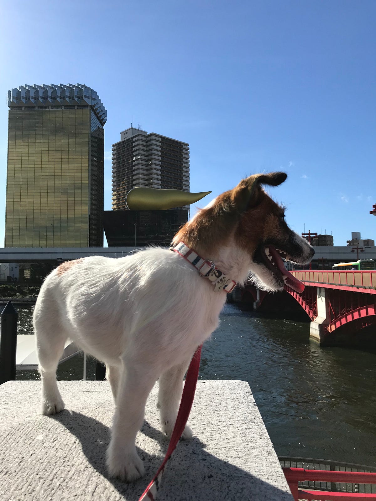 愛犬ルル. 6月3日、ジャックラッセルテリアのルルが家族の一員になりました。 | by Ikeda Junichi | Medium