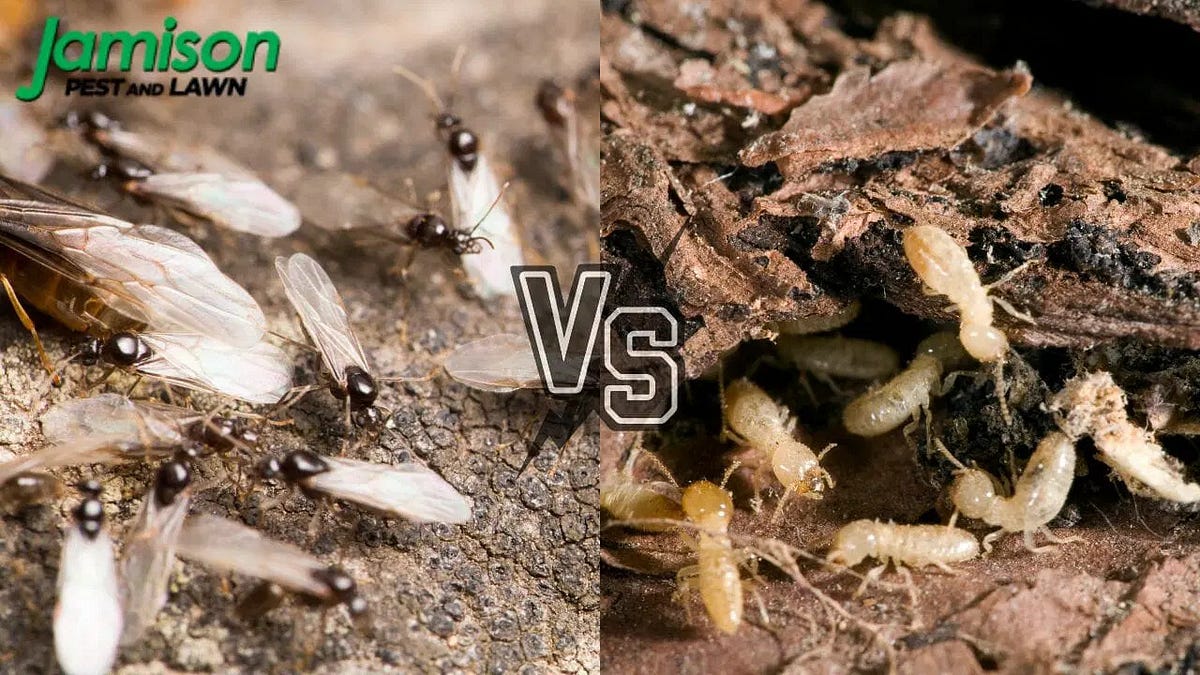 War in the backyard: Flying Ants Vs. Termites - Jamison Pest and Lawn ...