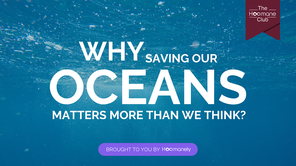 Why Saving Our Seas Matters More Than You Think | by Hoomanely | Medium