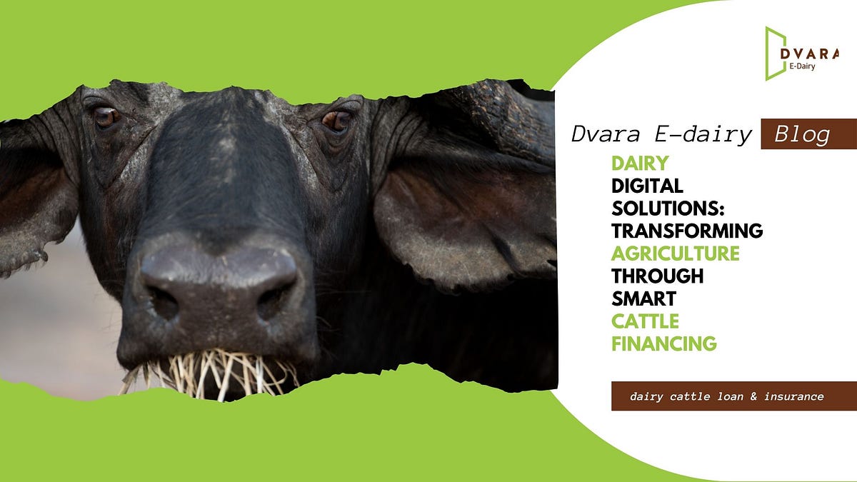 Dairy Digital Solutions: Transforming Agriculture Through Smart Cattle ...