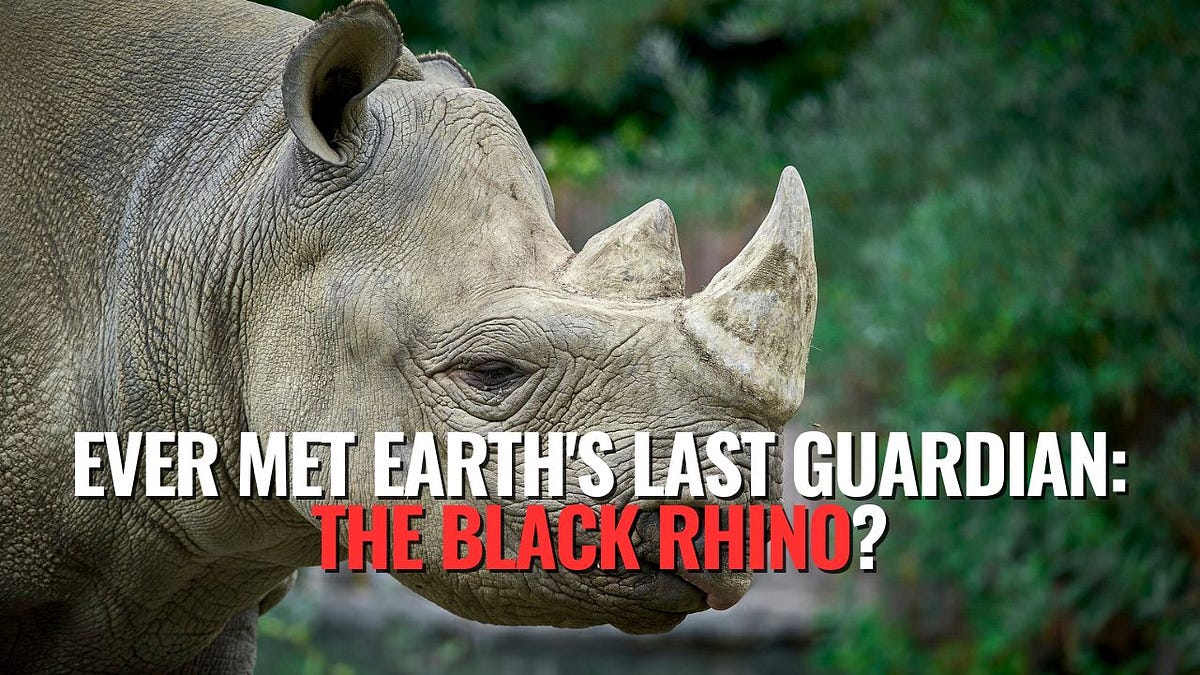 Endangered Majesty: Meet the Black Rhinoceros, Earth’s Mighty Solitary ...