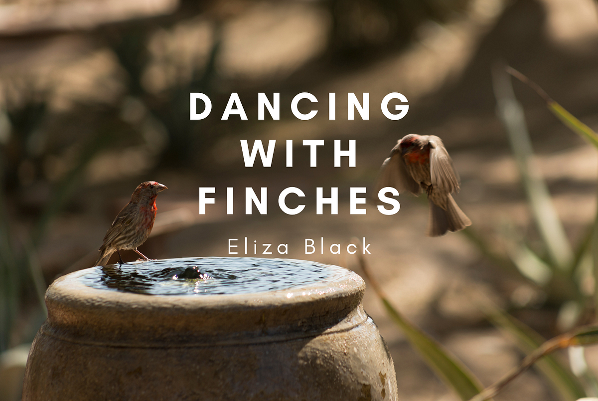 Dancing with the Finches. An Alternate Point of View | by Eliza Black ...