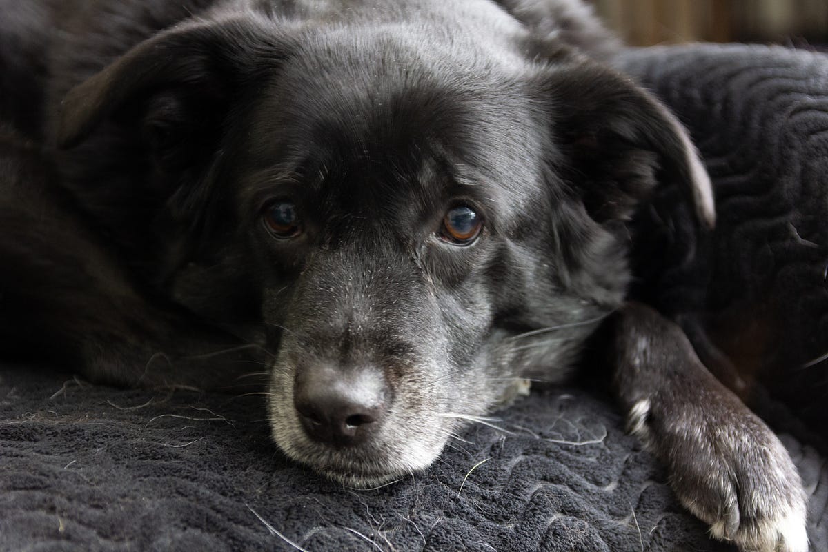 44 — The Dog - Michael Levy - Medium