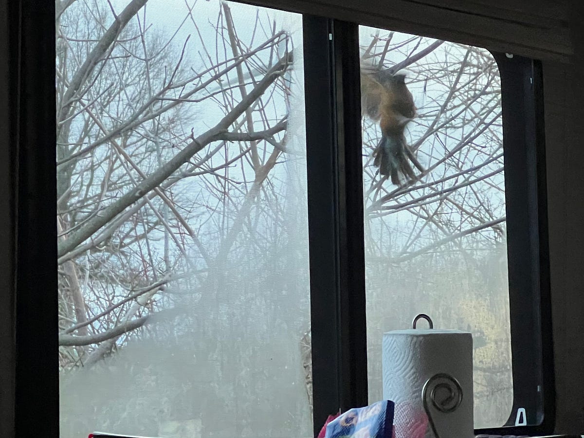 At this time of year, male birds are becoming territorial. Our camper ...