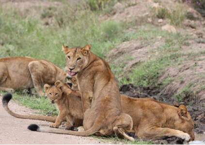 Abstract.. Buy and large, many people tend to… | by Jonan Katende | Ellington Safaris | Medium
