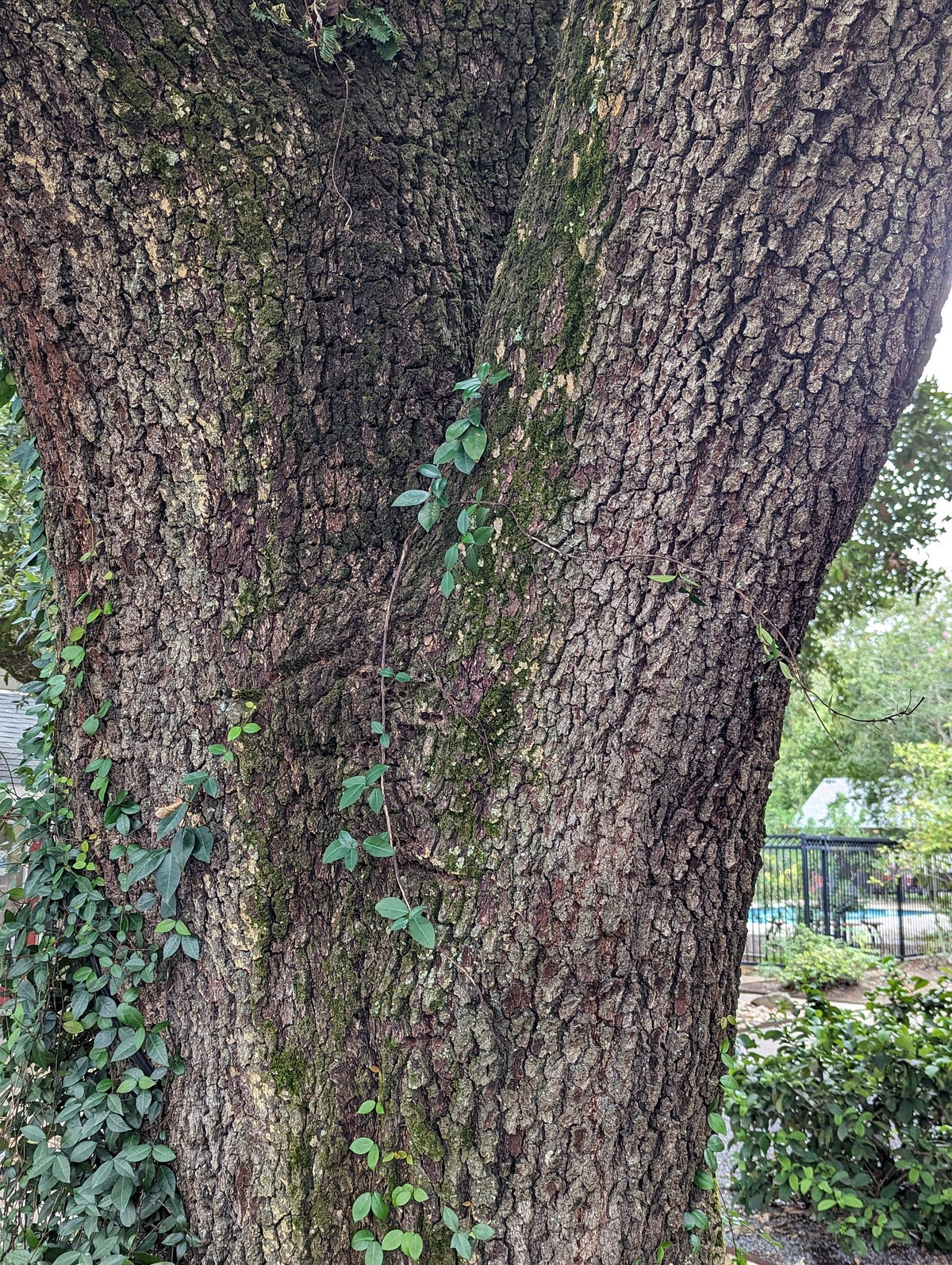 Tree Bark Uniqueness. A sensory experience in nature | by Tanya | Weeds ...