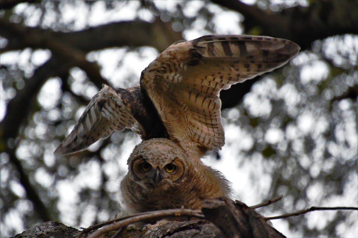 Lessons from an Owl. Still as a totem pole, it sat there… | by Leo Ding ...