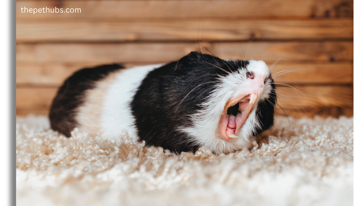 Why Do Guinea Pigs Grind Their Teeth? - Janifer Lizay - Medium