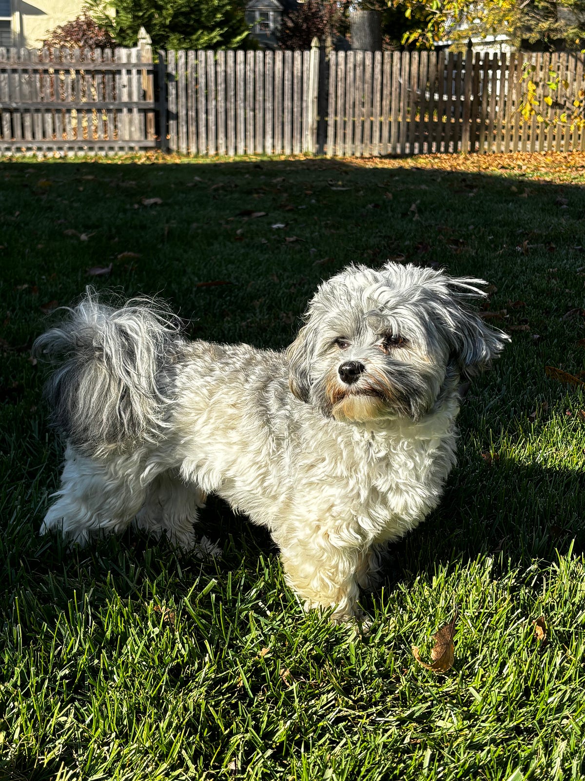 Remember when I poisoned our pup? | by Courtenay Harris Bond | Medium