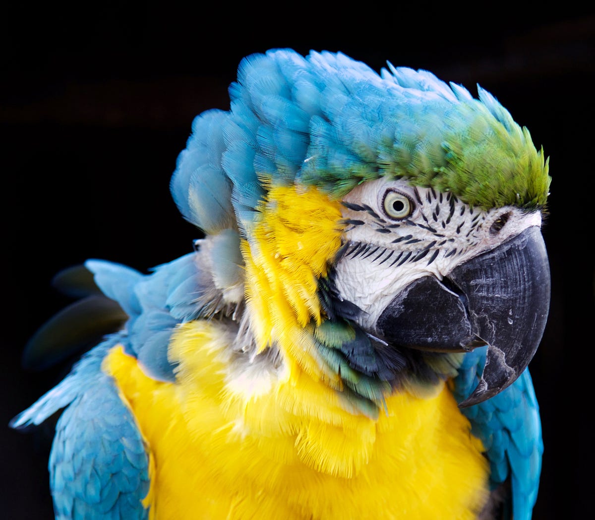 The Year of the Parrot. Why 2020 will always be remembered as… | by ...