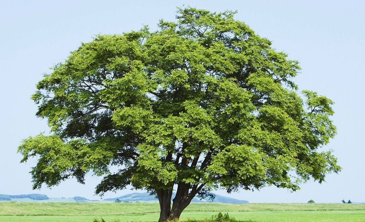 Data Science : Decision Tree. Decision Tree Explained | by Anjani Kumar ...