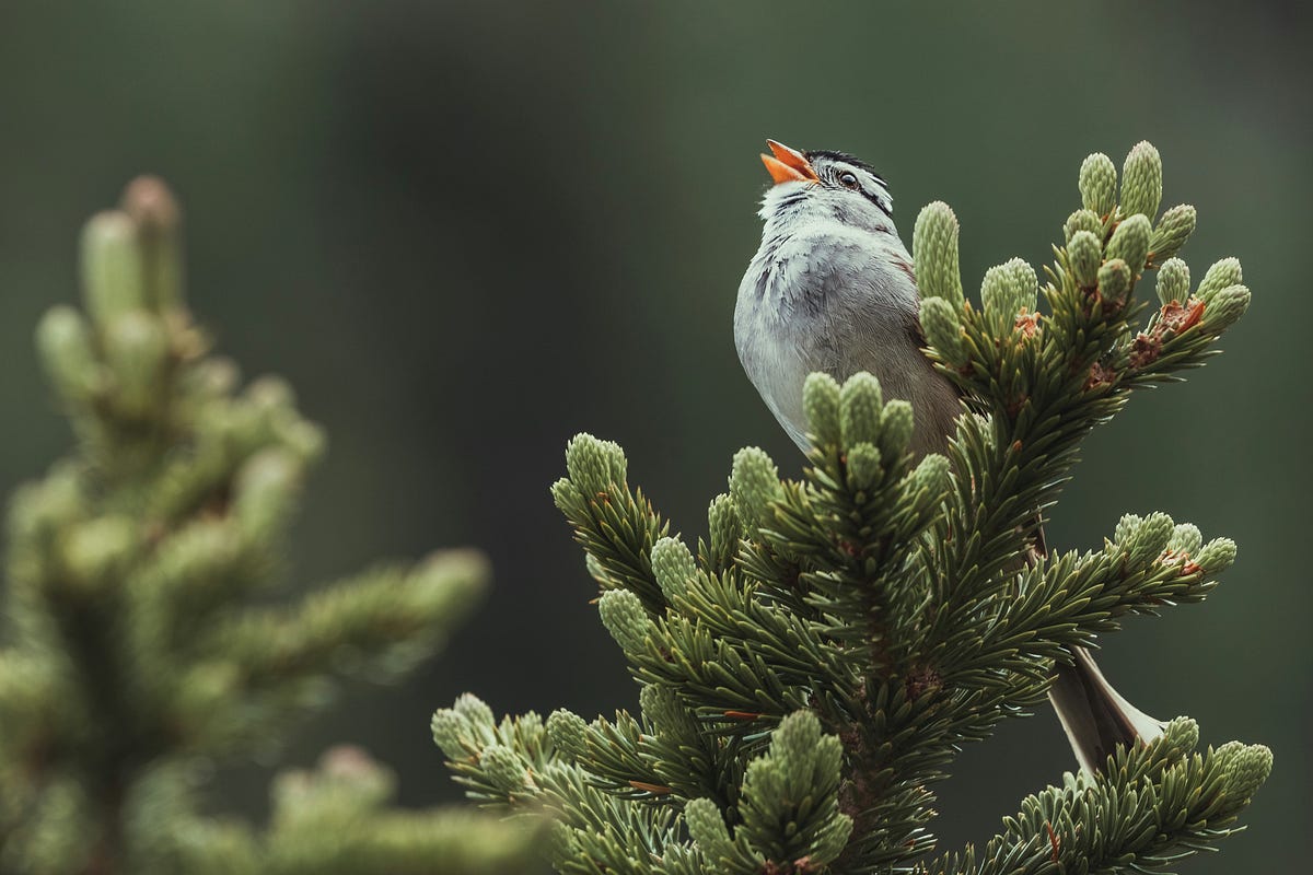 Just Musing — About Birdsong. # 2 in the “Just Musing” series | by MJ Vieweg | Jun, 2024 | Medium