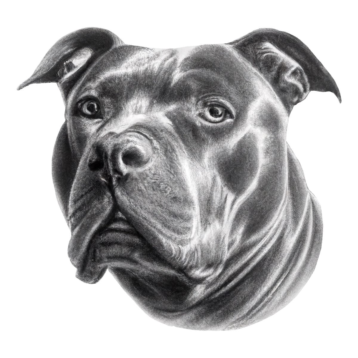 A poem about American Bully Dogs. His bark is a bellow, a deep-throated… | by Jason Harper ...