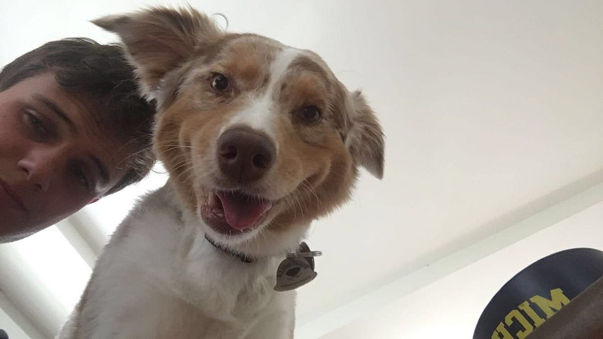 An After School Delight. My dog is crazy. Although she is… | by Brandt ...