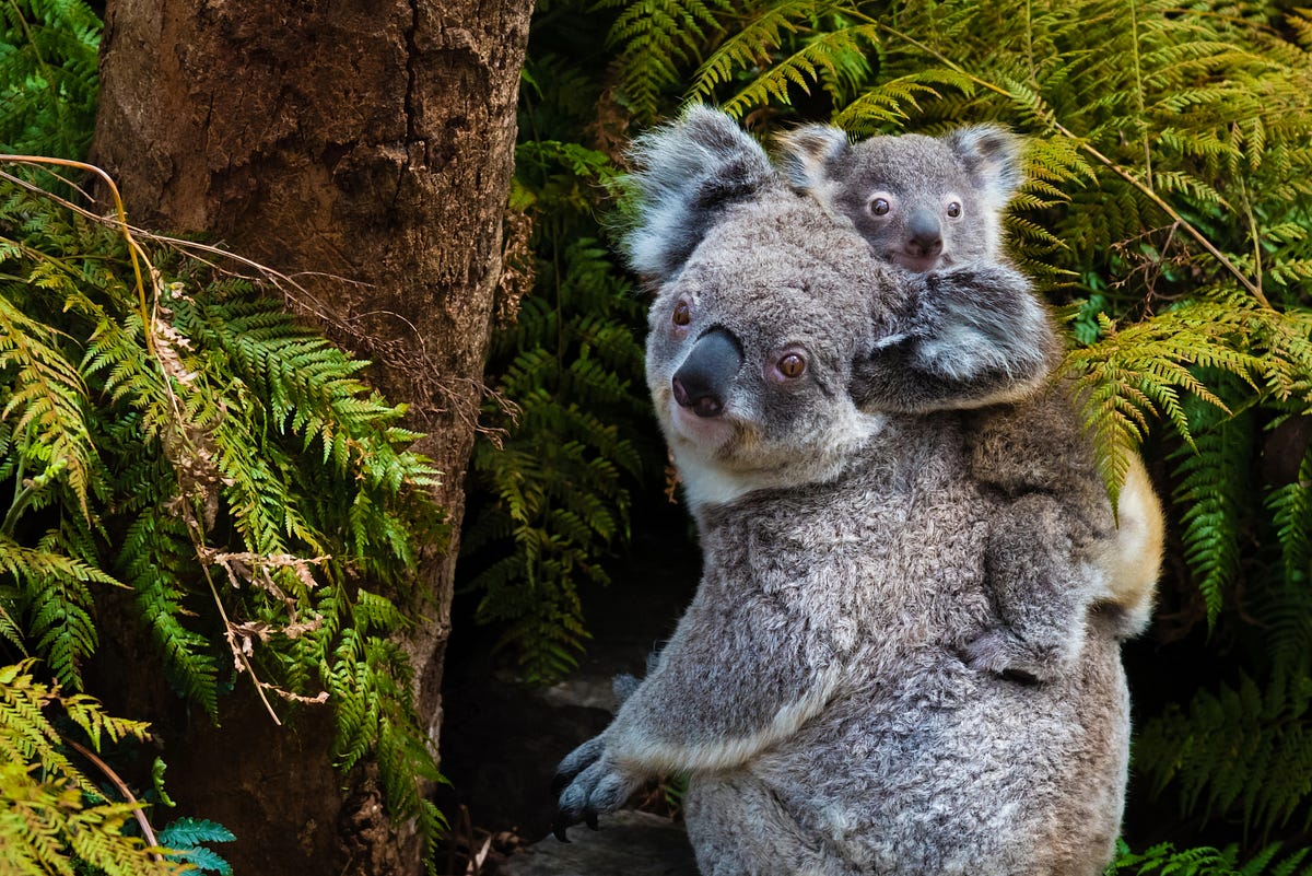 My Life with Koalas Part III: Looking at the Cecum | by Calvin London ...