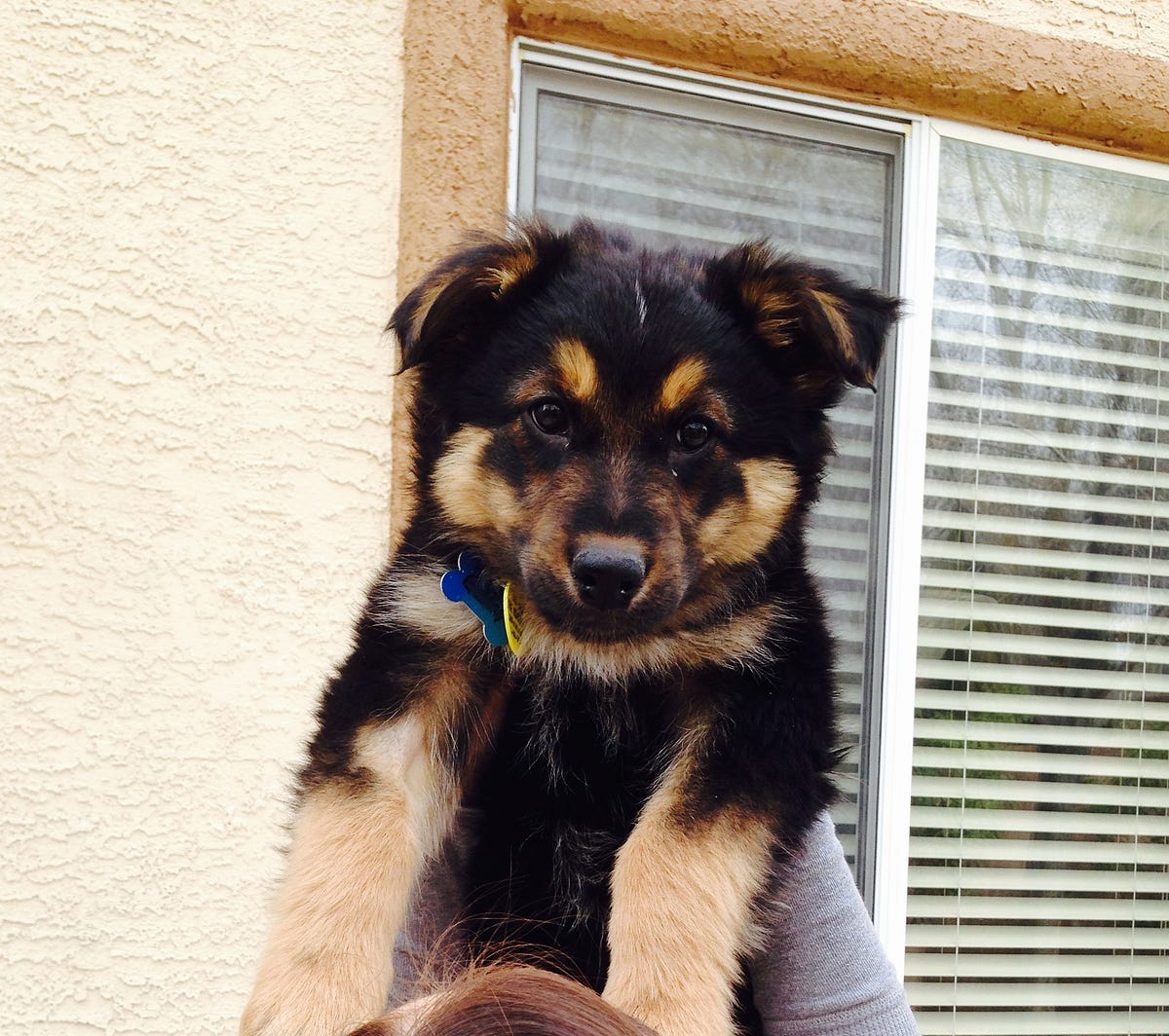 Meet Kody!. Yes, I know, what a cutie, right? This… | by The Dogs of ...