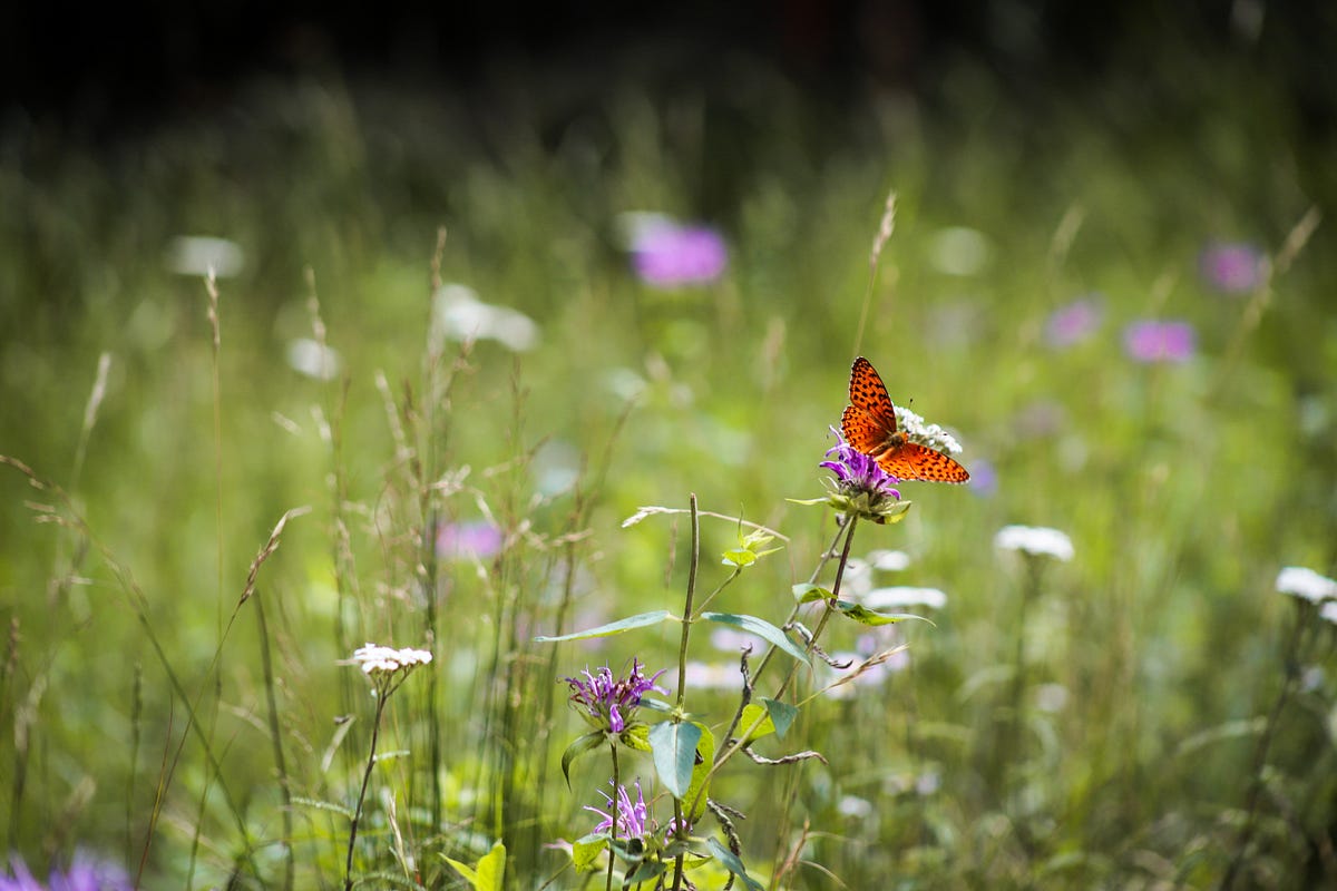“flying flower to flower”. Photos I took of a butterfly in Seven… | by ...