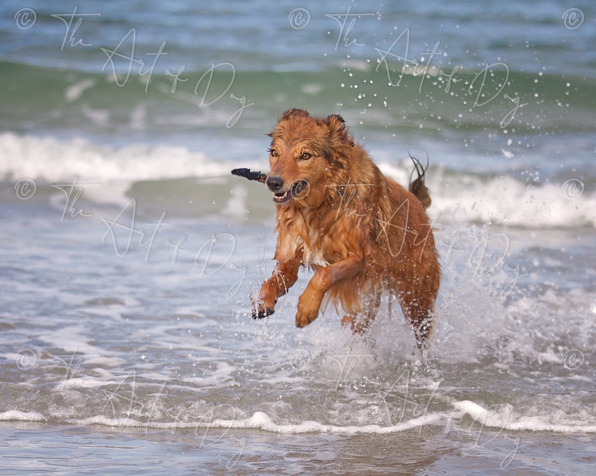 Grow your non-pet related business with Commercial Dog Photography | by ...