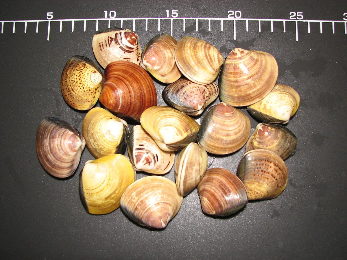Meretrix Petechialis: The Antibiotics-producing Clam | by The Vigyanium ...