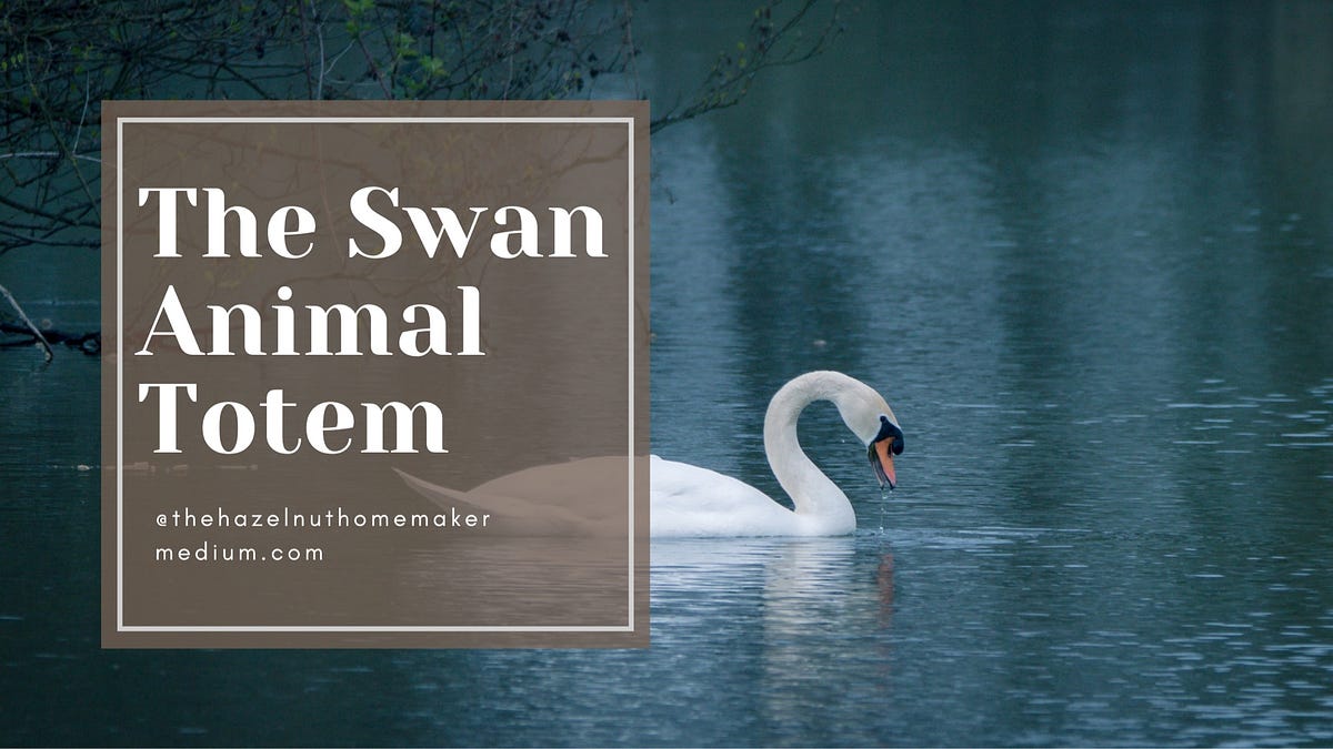 Swan Spirit Animal: Embracing the Power of Grace and Transformation ...