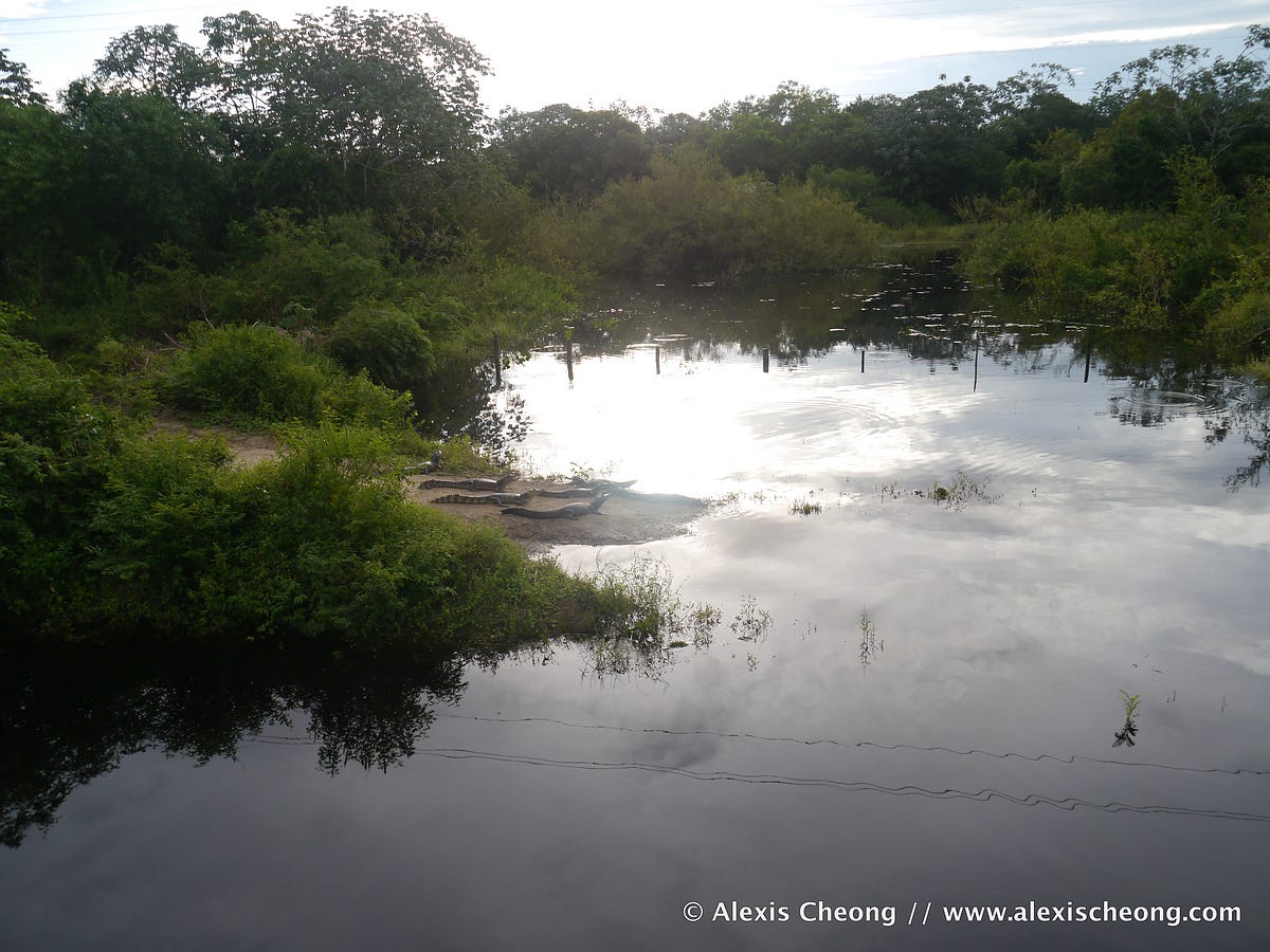 My Pantanal Trekking Tour Experience | by Alexis Cheong | Medium