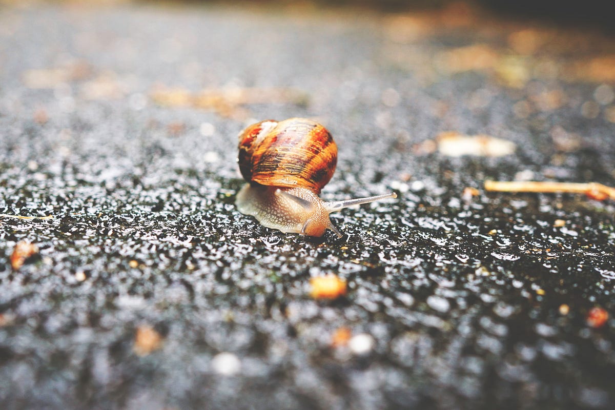 Festina Lente : Make Haste Slowly | by Genevieve Beloin | Medium