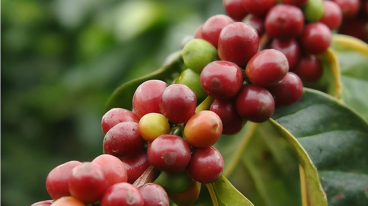A Sustainable, Autonomous Robotic System for Efficient Coffee ...